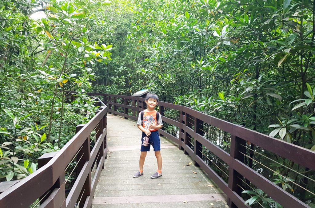 Pasir Ris Park Mangrove Swamp Boardwalk | My Chirpy Life