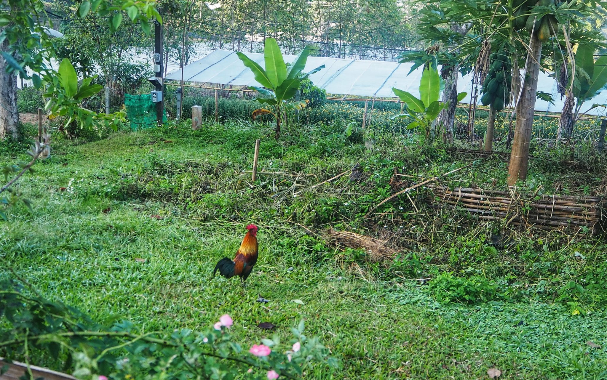 Mori Natural Farm, Chiang Mai - thumbs up | My Chirpy Life